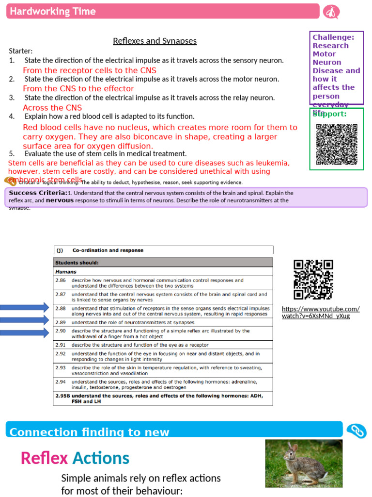L2 and 3 Reflexes and Synapses | PDF