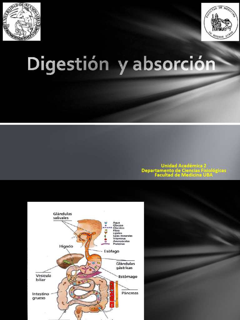 Seminario 4 Digestivo - DigestiÃ N y Absorciã N | PDF
