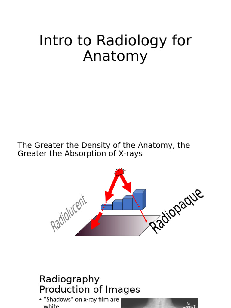 Anatomy Radiology Basics 2024 | PDF