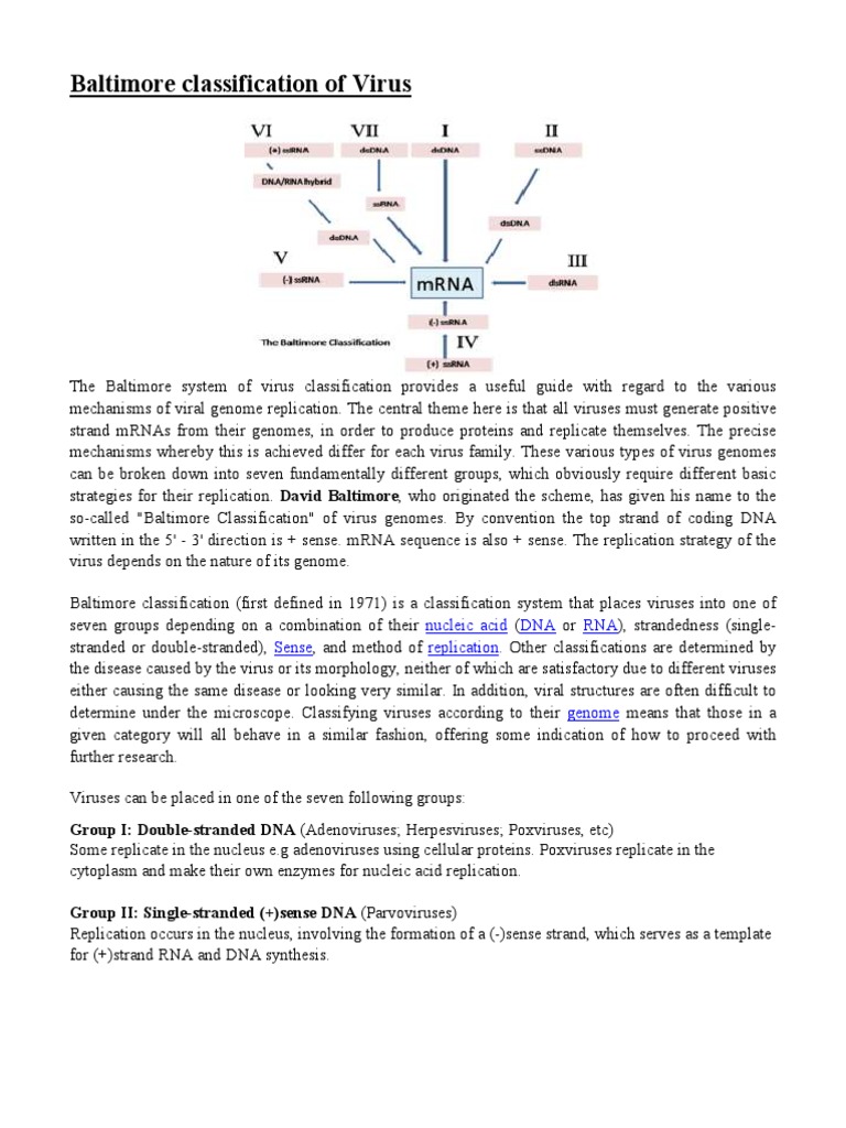 Baltimore Classification of Virus | PDF | Sense (Molecular Biology) | Virus