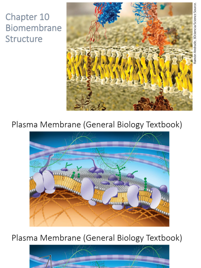 Cap 10 Lipids biocel | PDF