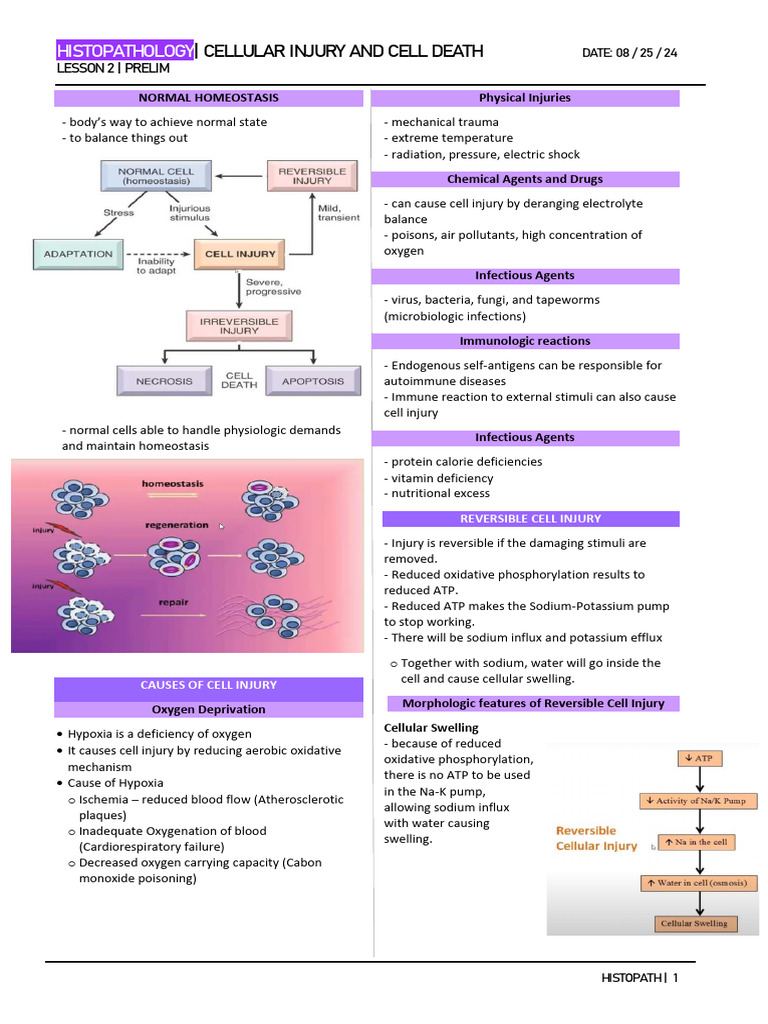 Histopath Cellular Injury Death Prelim | PDF | Necrosis | Biology