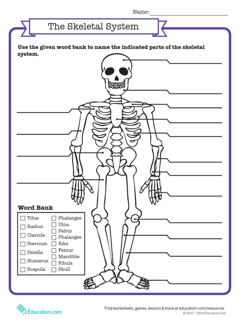 Skeletal System Quiz | PDF