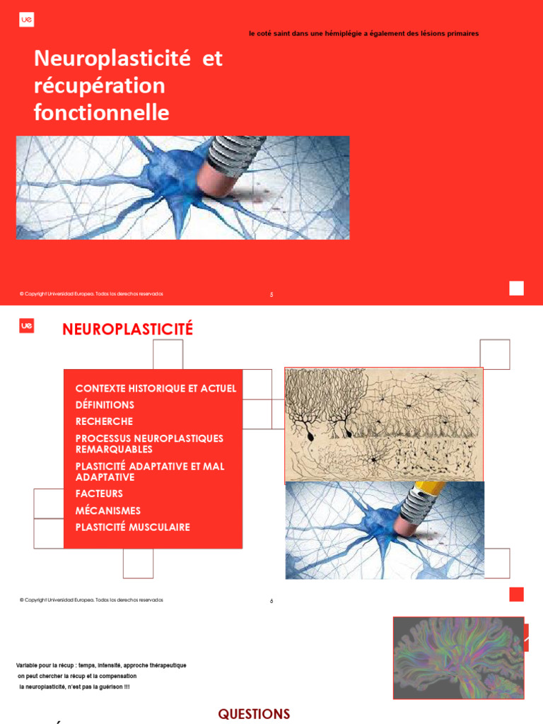 THÈME 1. NEUROPLASTICITÉ 24-25 Copie | PDF