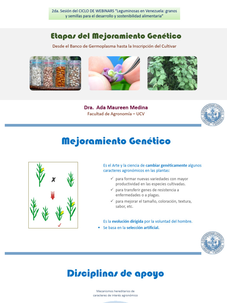 Presentacion Dra. Ada Medina Etapas Mejoramiento 2024 | PDF | Cultivar | Agricultura