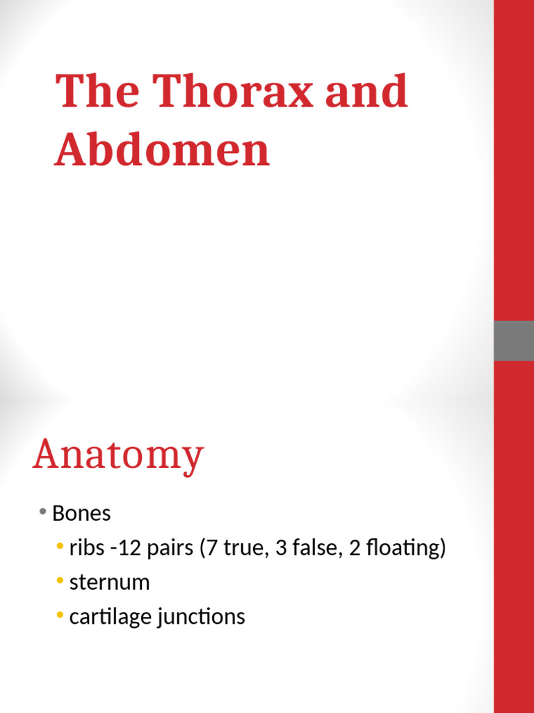 The Thorax and Abdomen 2021 | PDF