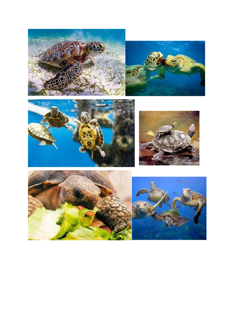 Tortugas | PDF