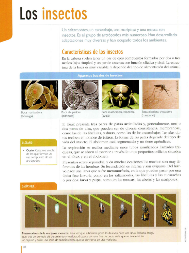 26 - Los Insectos | PDF