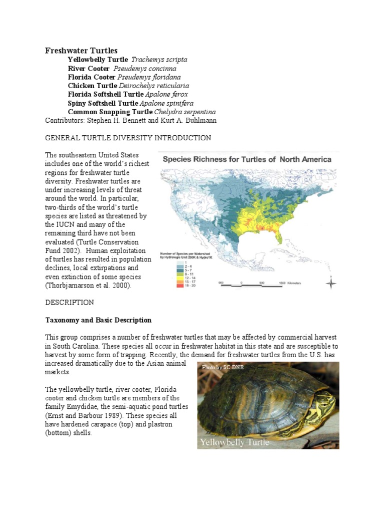 Freshwater Turtles | PDF | Turtle | Wetland