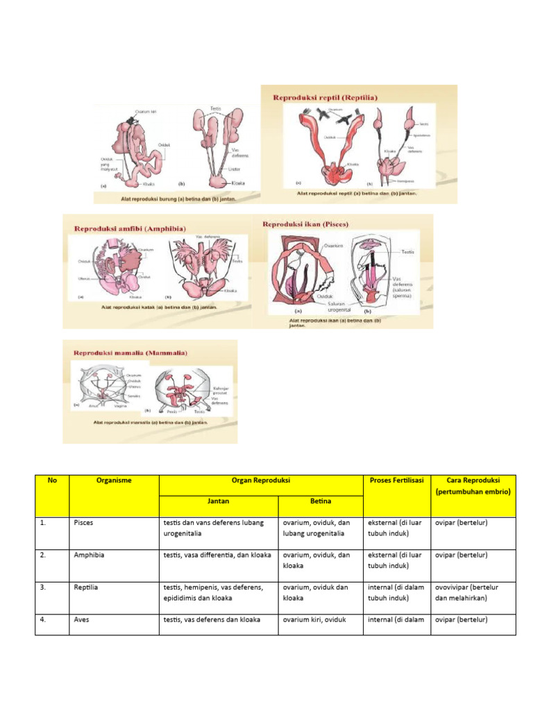 Lembar Kerja Organ Reproduksi Hewan | PDF
