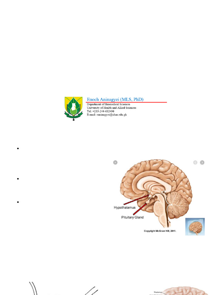 Lecture 7-HP Axis and Thyroid Hormones | PDF | Thyroid | Self-Improvement