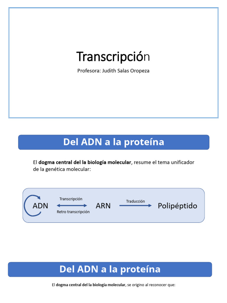 Transcripción | PDF