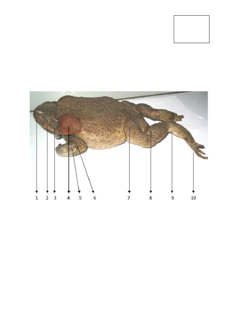 Genbio2 Lab Module 5 Answer Sheet | PDF