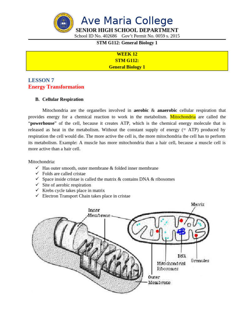 Cellular Respiration Lesson 8 | PDF