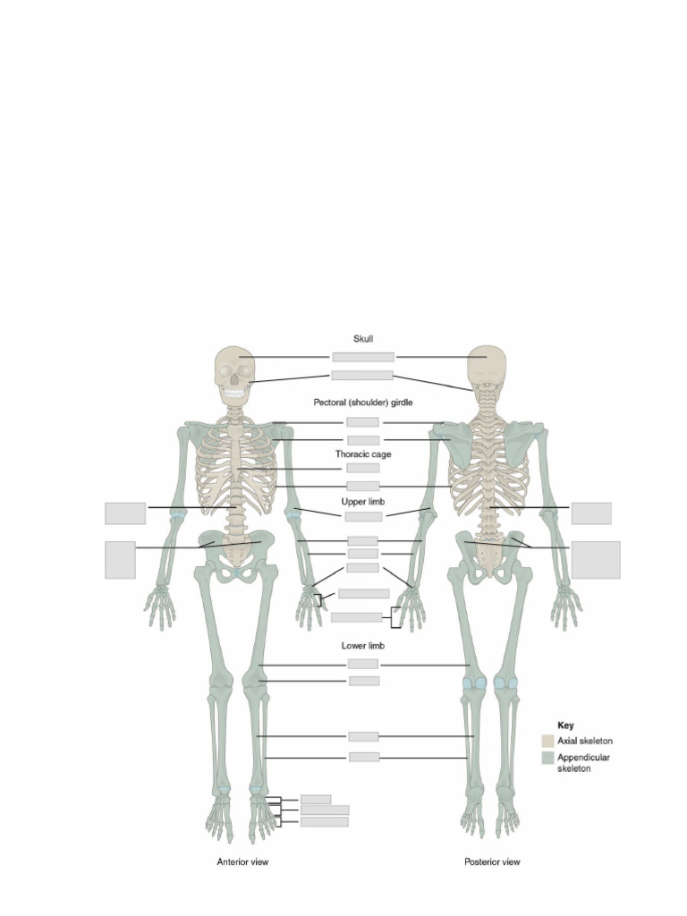 Skeletal System Worksheet | PDF
