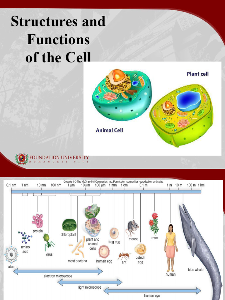 The Cell Anatomy | PDF