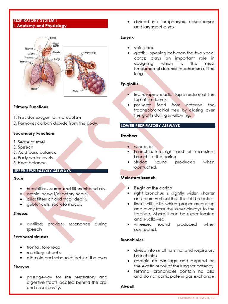 Ms Respiratory System Handout 1 (1) | PDF