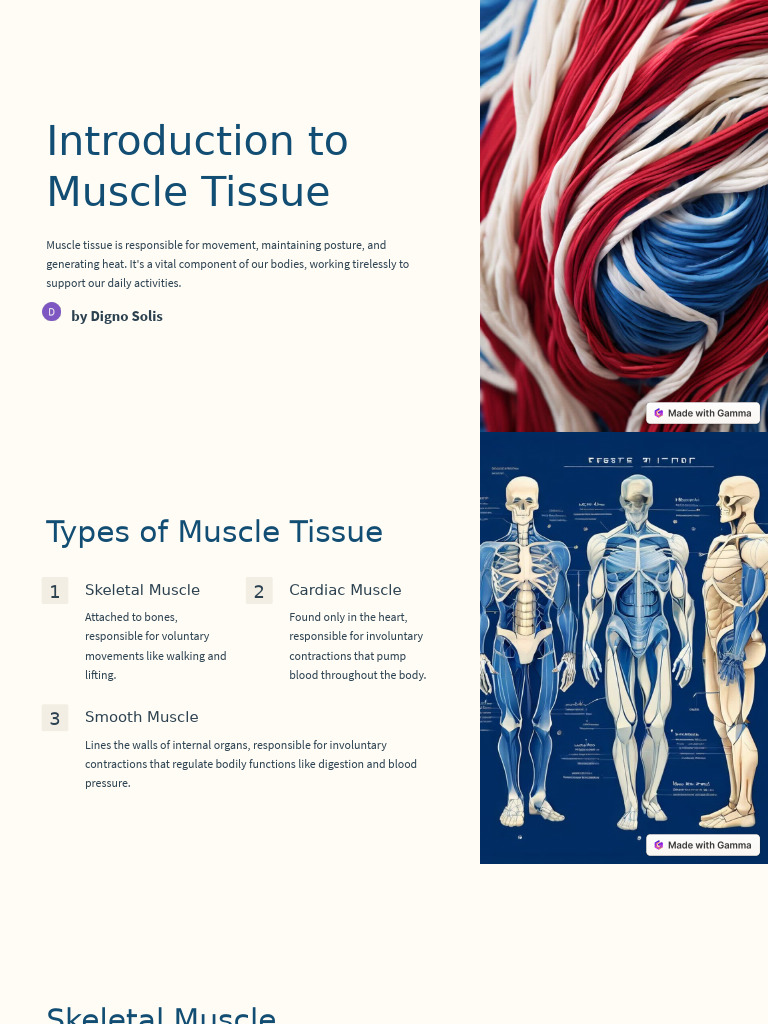 Introduction To Muscle Tissue | PDF