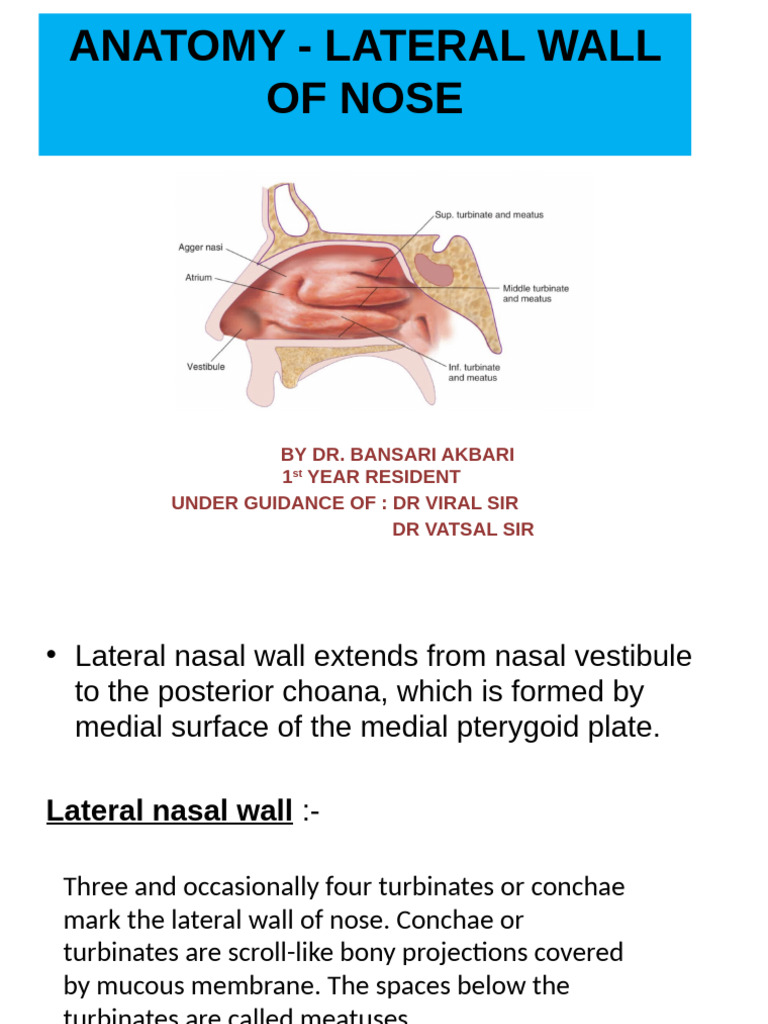 Lateral Wall of Nose 2 | PDF | Human Nose | Otorhinolaryngology