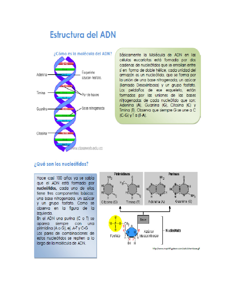 ESTRUCTURA DEL ADN | PDF