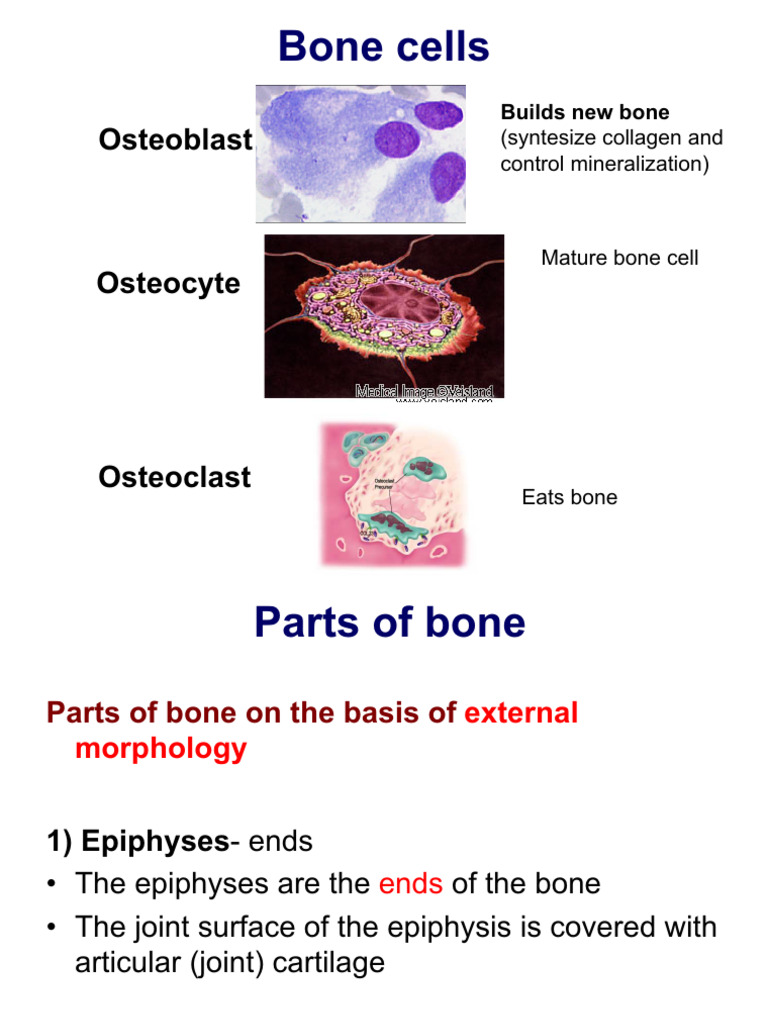Bone + Muscles | PDF