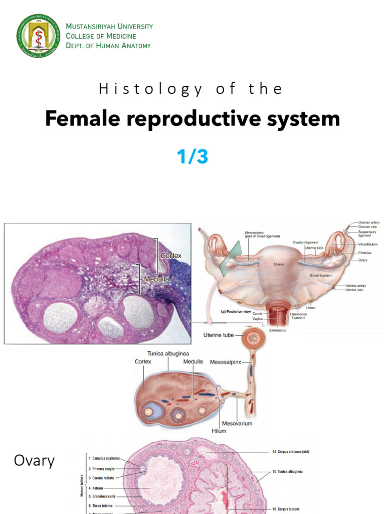 Female reproductive system PPT-1 | PDF