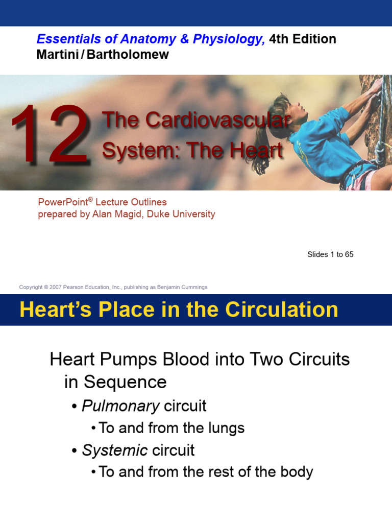 12 LectureOutline Heart | PDF