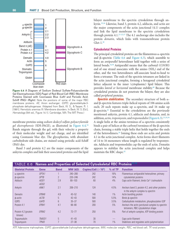 Rodaks Hematology Clinical Principles and Applications by Elaine M | PDF