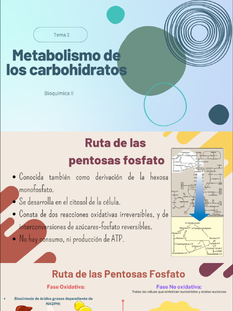 Metabolismo de Carbohidratos | PDF