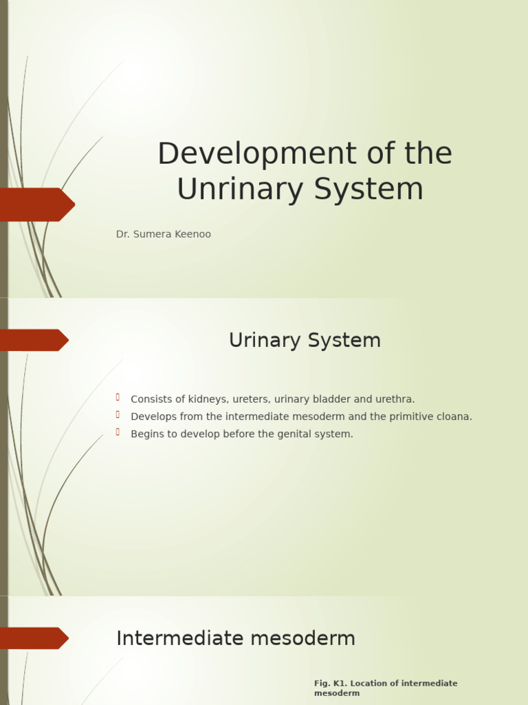 Kidney Development Overview | PDF | Kidney | Organ (Anatomy)