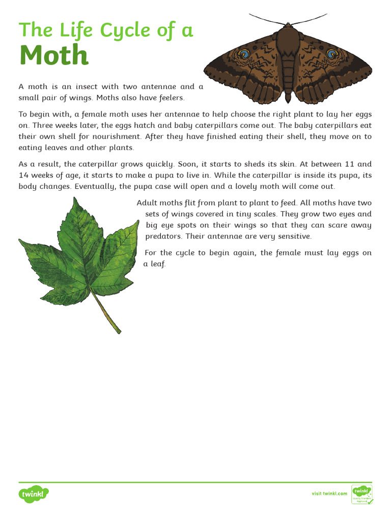 Au t2 e 2178 The Life Cycle of A Moth Explanation Writing Sample - Ver ...