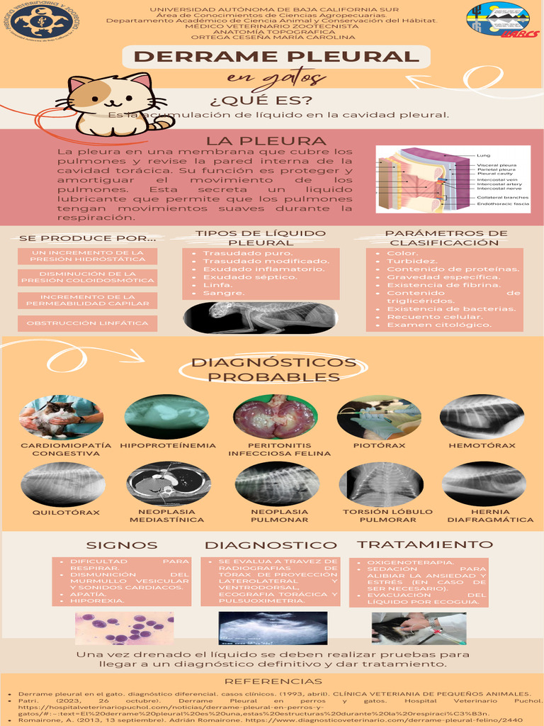 Derrame Pleural - 20240324 - 201844 - 0000 | PDF | Especialidades ...