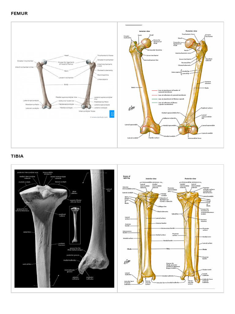 Bones of Lower Extremities | PDF
