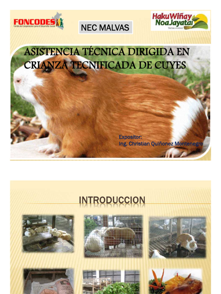 Generalidades Del Cuy | PDF