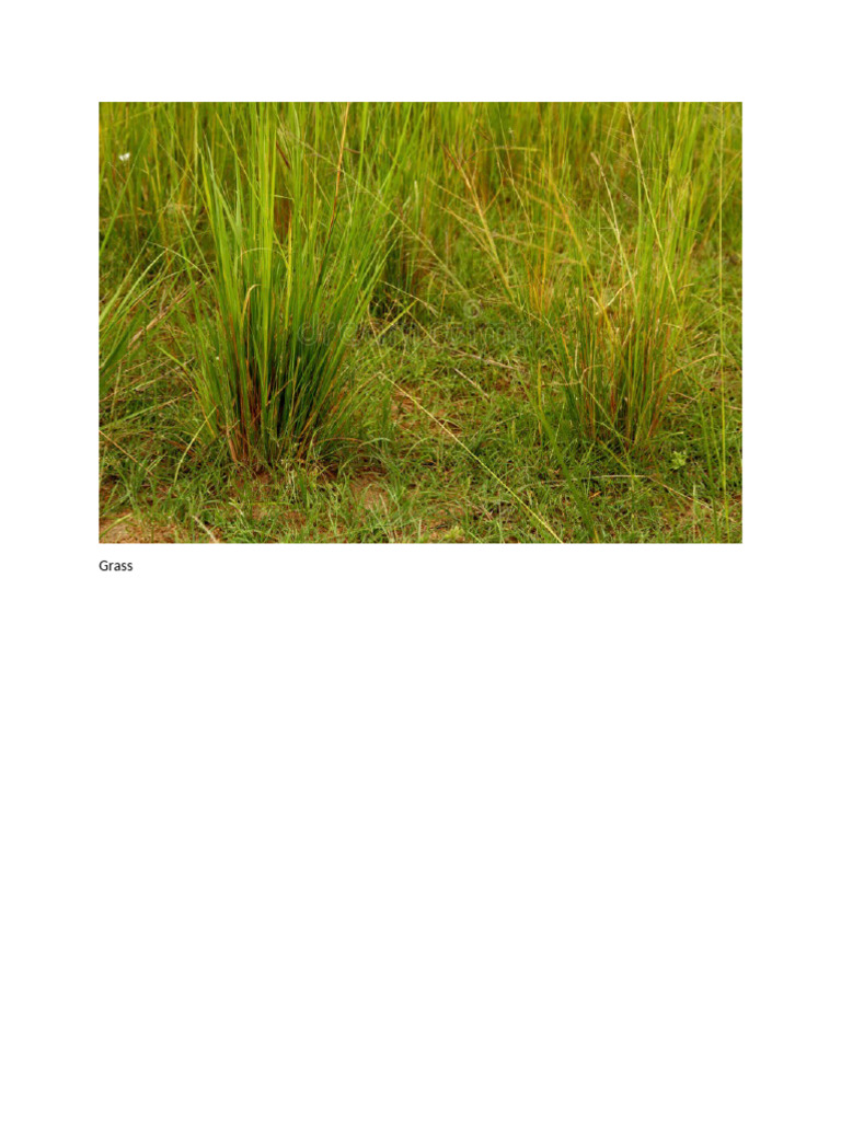 Grass | PDF