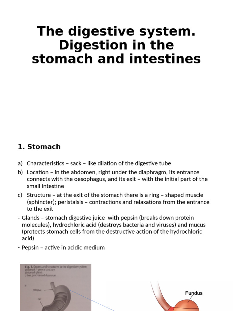 The Digestive System. Digestion in The Stomach and Intestines | PDF