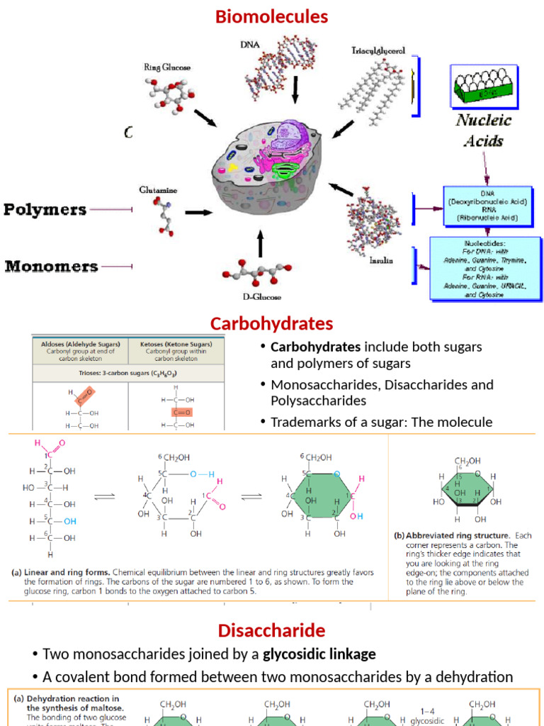 Biomolecules | PDF