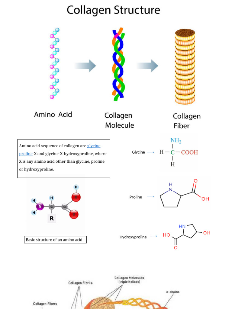 Collagen | PDF