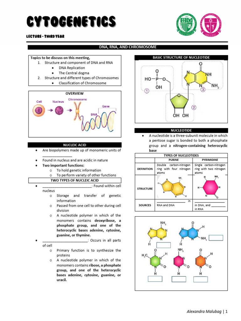 4.-CYTO-RNA-DNA-AND-CHROMOSOMES Annotate | PDF