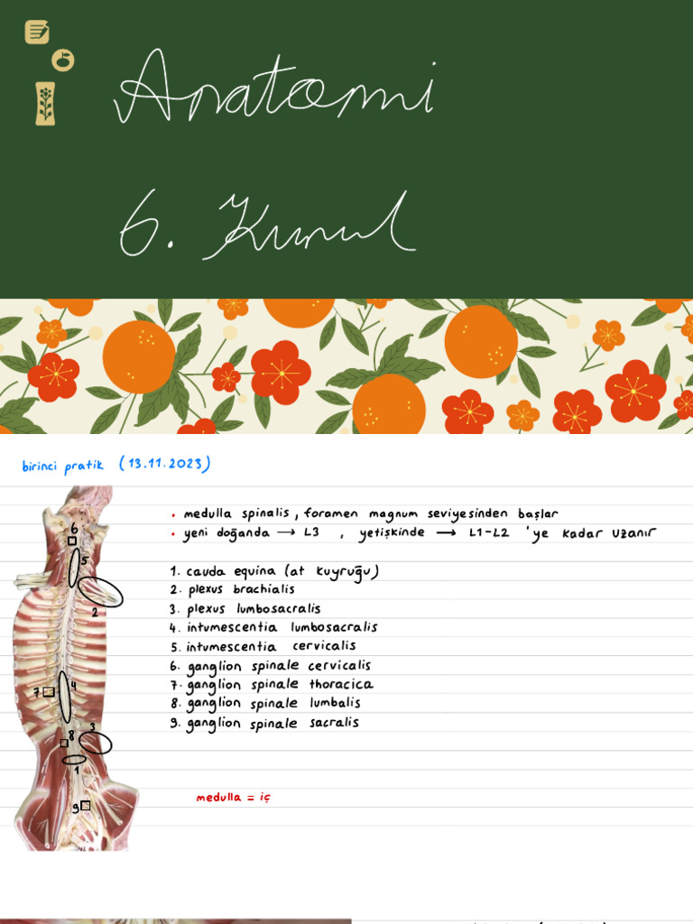 Anatomi 6.Kurul | PDF