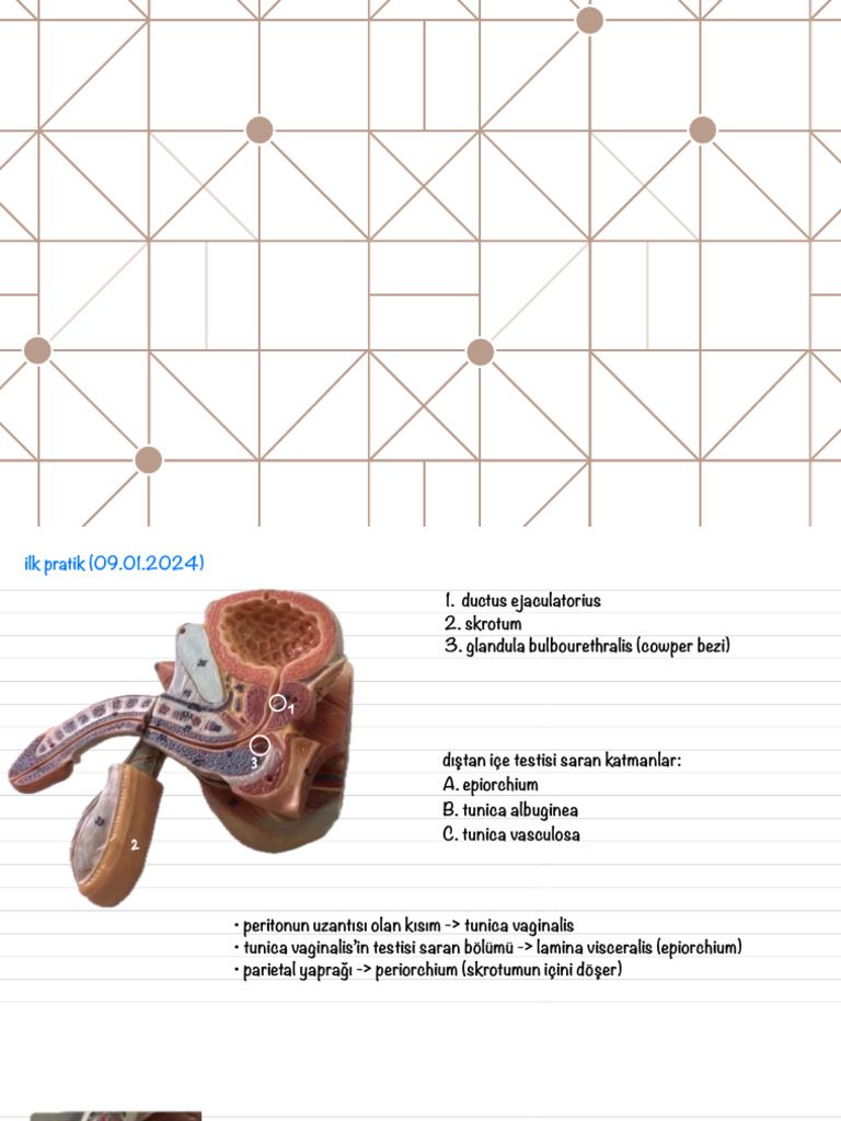 Anatomi 7.kurul | PDF