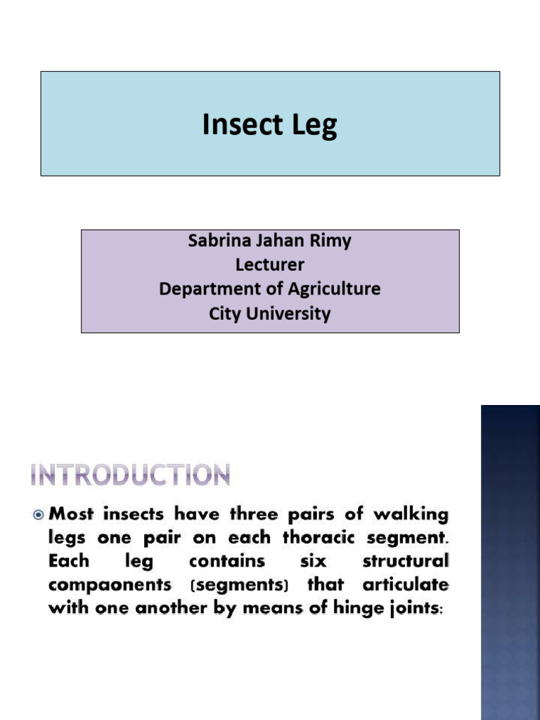 5 - Insect Leg | PDF