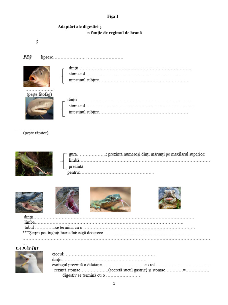 f11 Digestia LA DIFERITE VERTEBRATE | PDF
