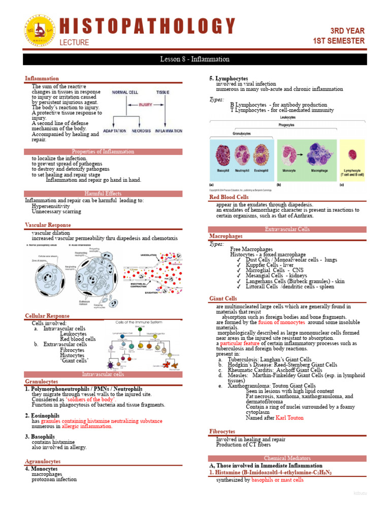 L8. Inflammation | PDF