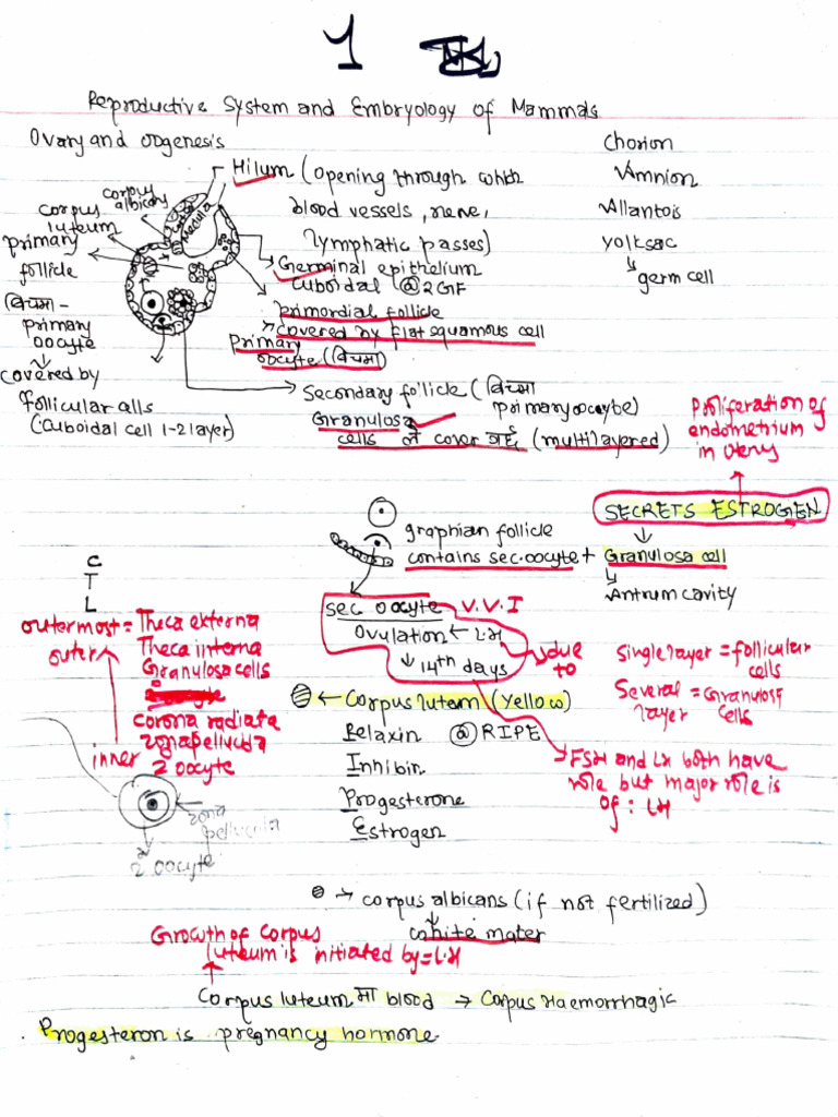 4. REPRODUCTIVE SYSTEM | PDF