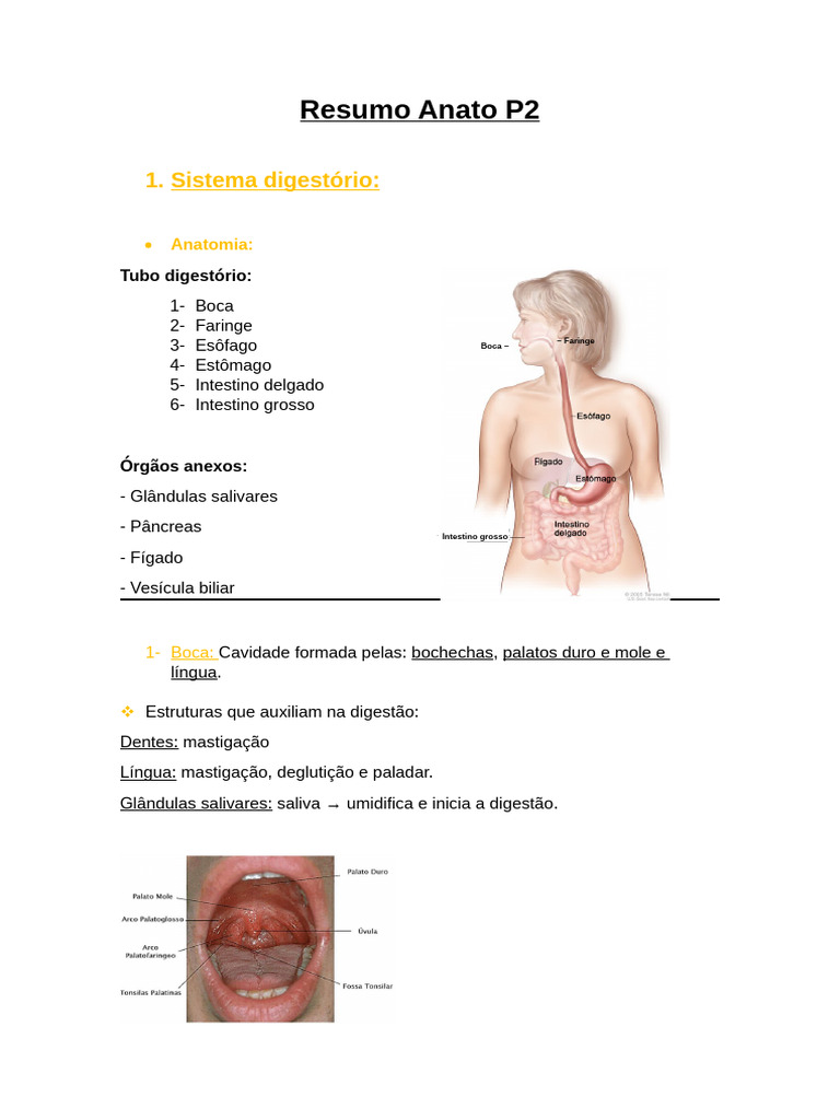 Resumo Anato P2 | PDF