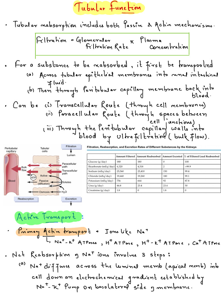 Tubular Function | PDF | Cell Membrane | Kidney