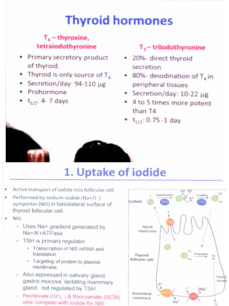 Thyroid Function Tests | PDF
