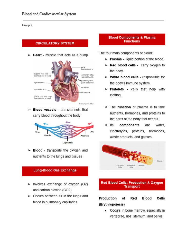 Cardiovascular Handouts | PDF