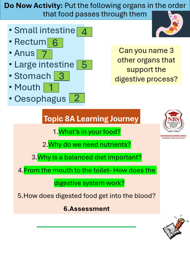 Topic 8A (Nutrition) - Lesson 4 | PDF